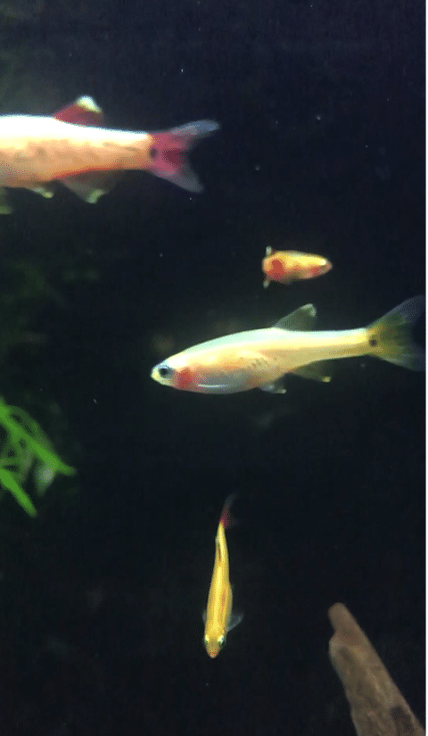 Yellow Finned WCMM | Fish Forum