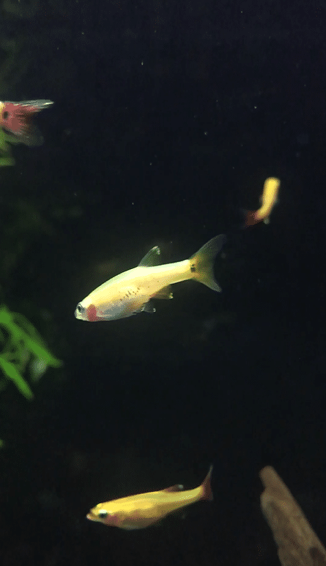 Yellow Finned WCMM | Fish Forum