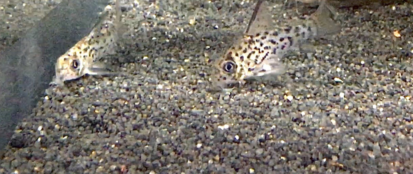 Loretta Cory,yellow Cory and a blue eyed rabauti Cory. | Fish Forum