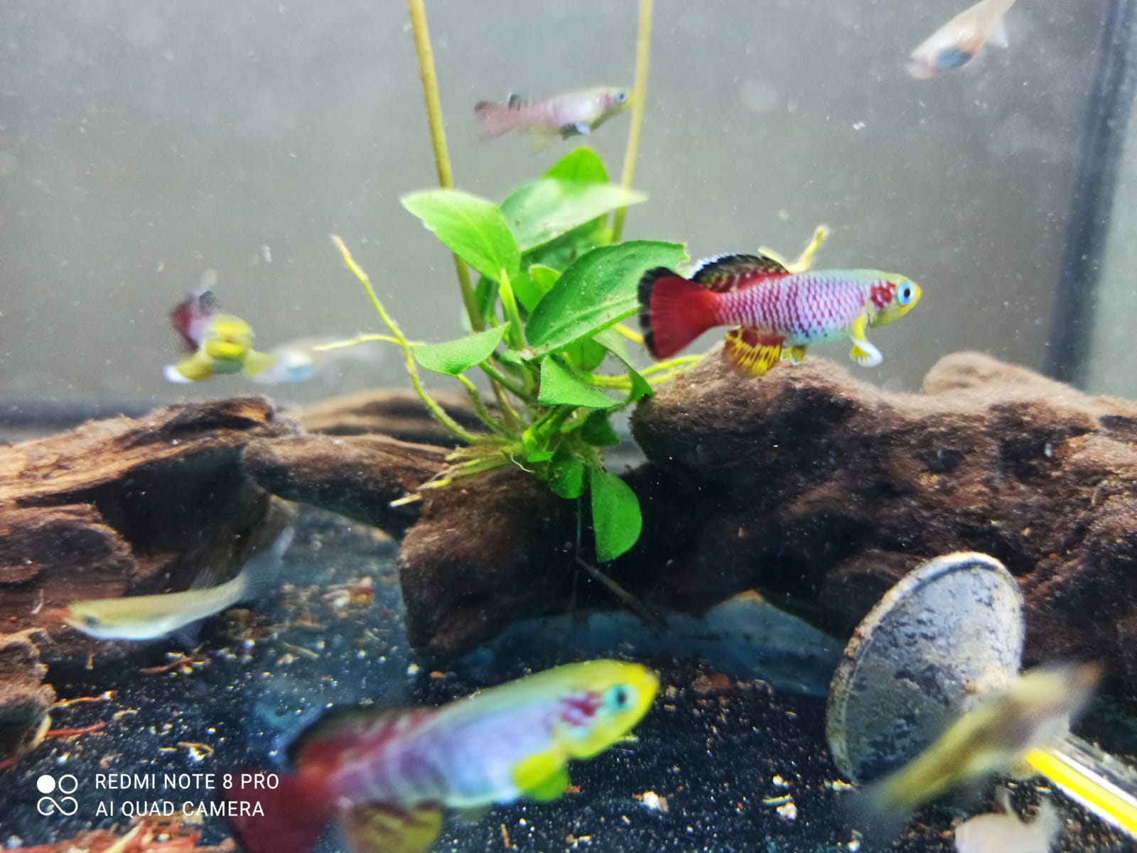 Steel blue killifish | Fish Forum