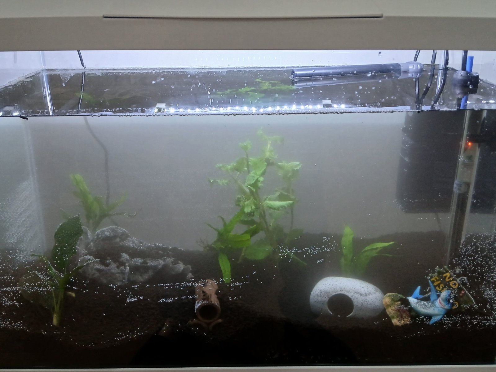 Time to Stock the tank | Fish Forum