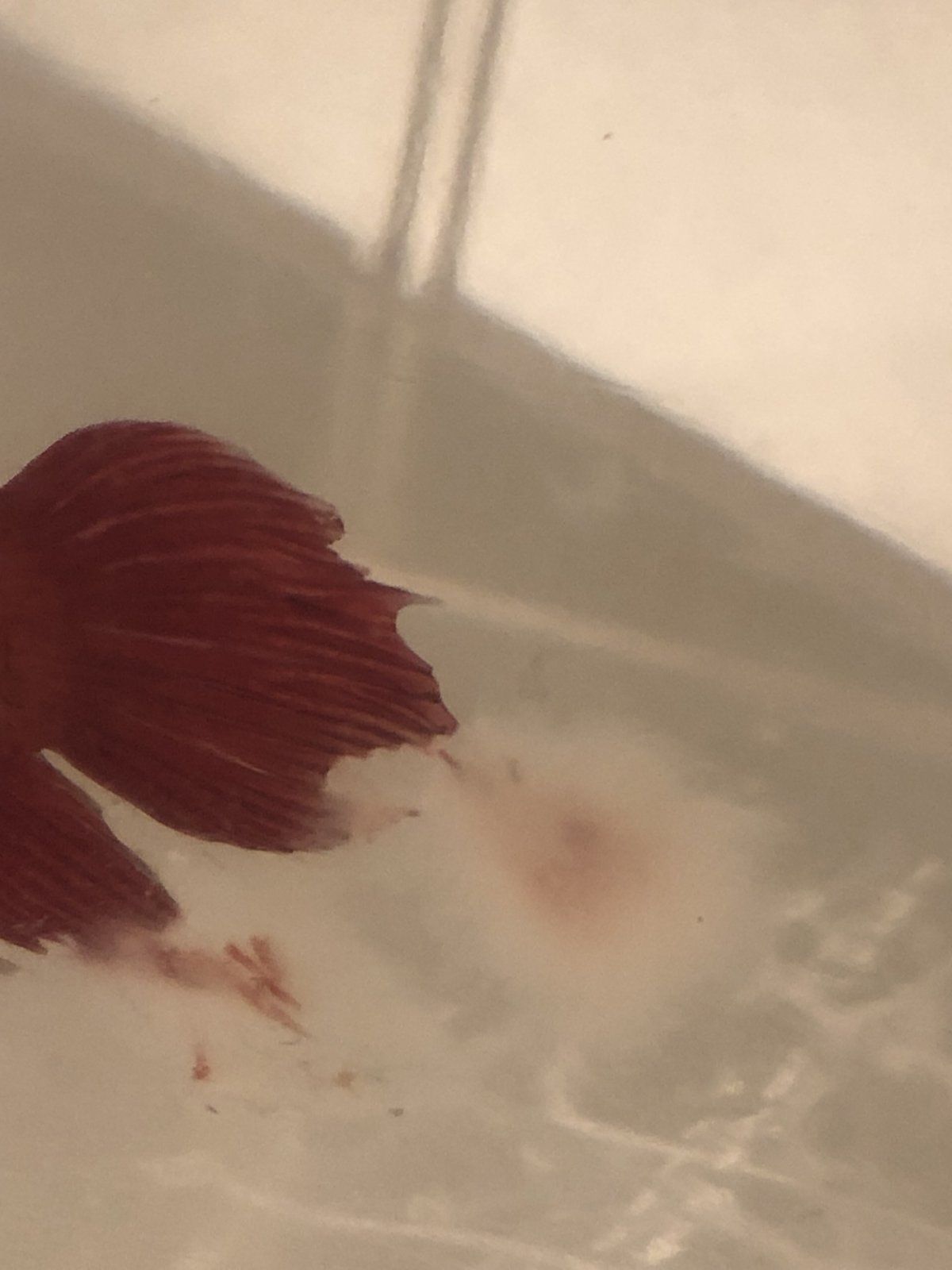 Is this a fungal infection? | Fish Forum