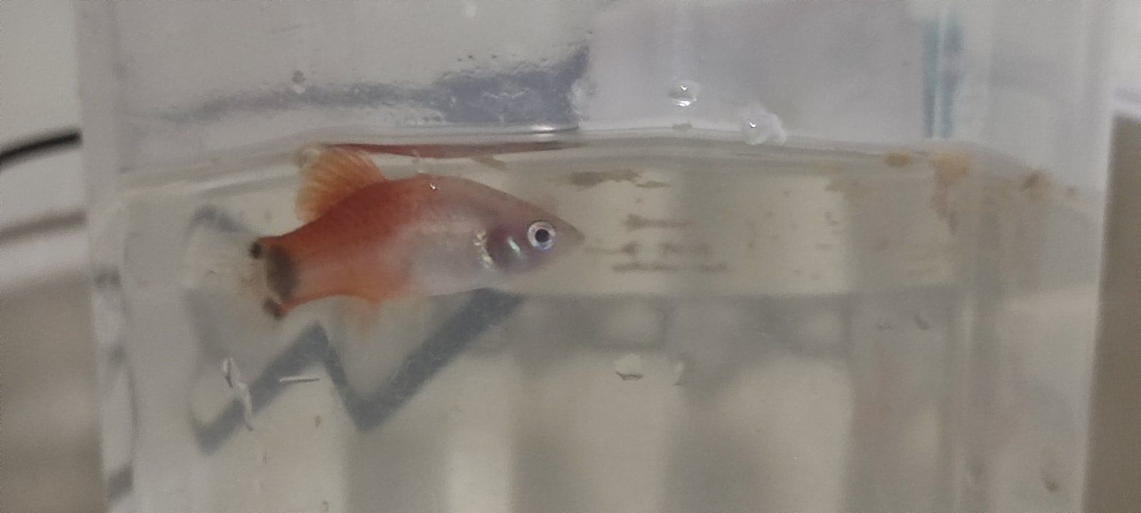 Is my female platy underfed or is it a parasite? | Fish Forum