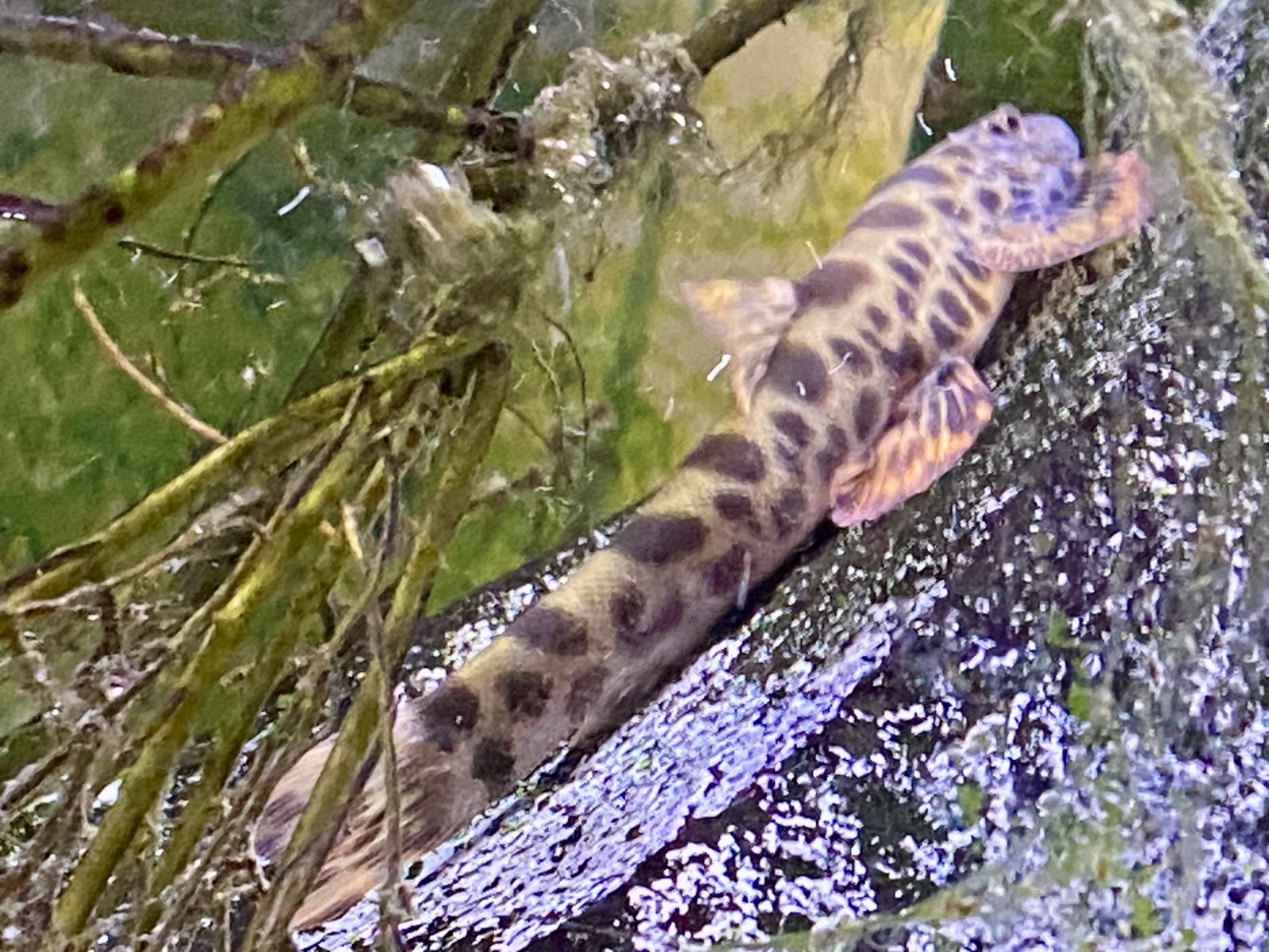 ah... the big boy is out...here lizard... lizard... lizard | Fish Forum