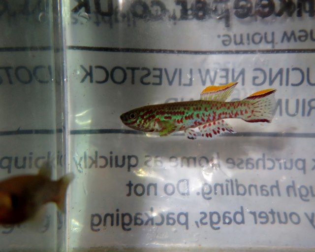 Steel blue killifish | Fish Forum