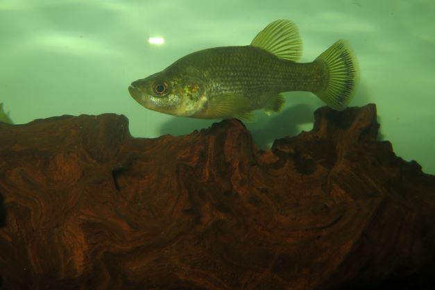 Butterfly splitfin (Ameca splendens)... | Fish Forum