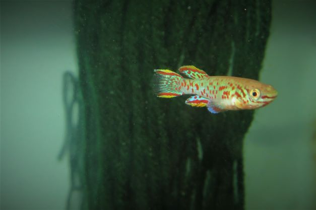 Steel blue killifish | Fish Forum