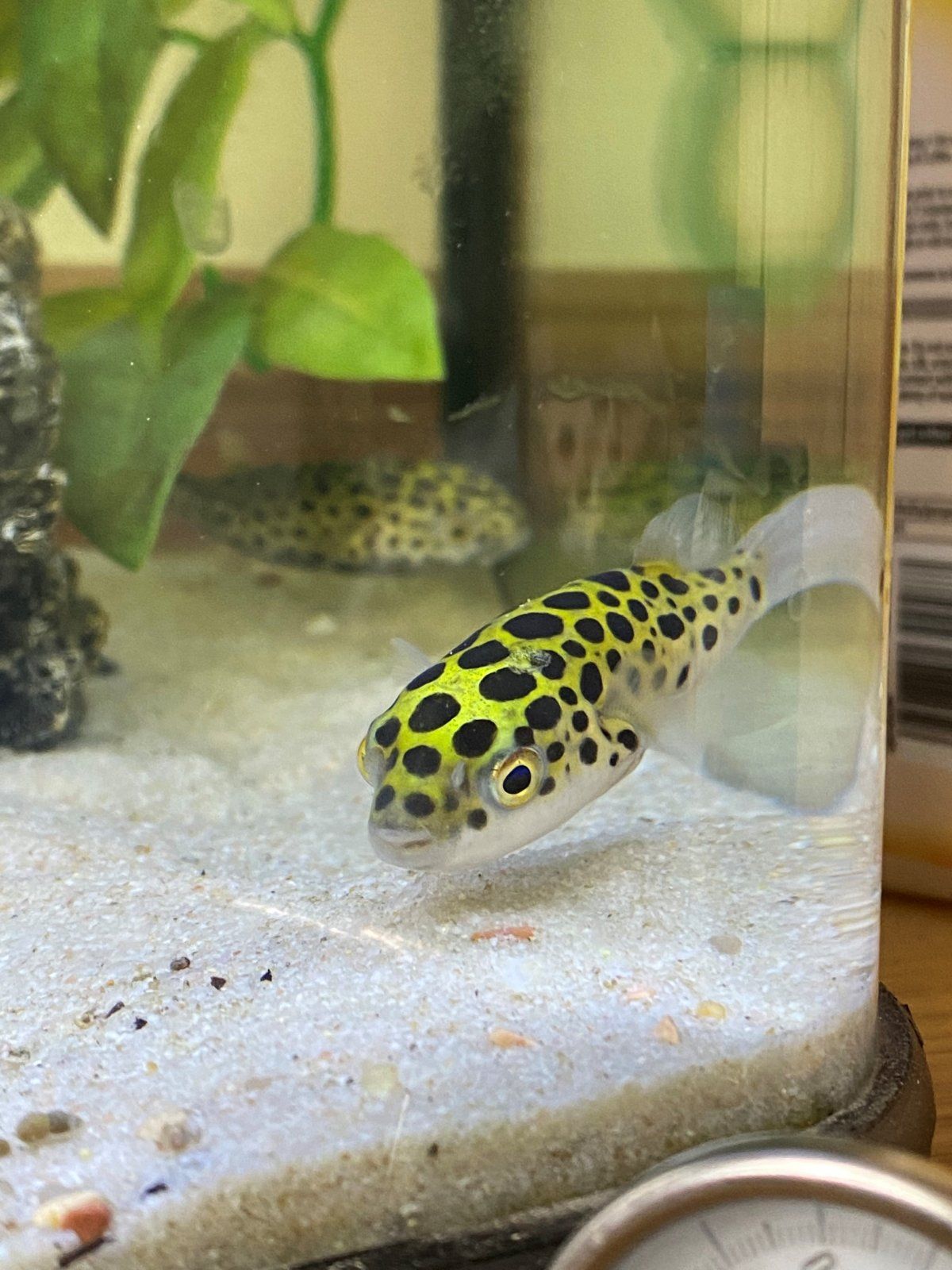 Green spotted pufferfish (tropical) with dark underbelly? | Fish Forum
