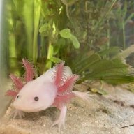 How accurate is AqAdvisor? | Fish Forum