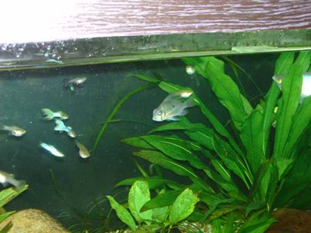 Female Ram and Japs.jpg | Tropical Fish Forums 🐠