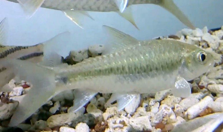 golden kelah with gold dust fins.jpg | Tropical Fish Forums