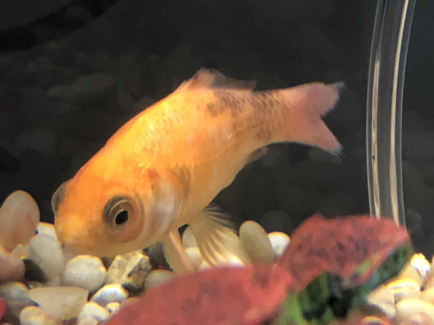 Goldfish bloody fin and changing color | Tropical Fish Forums